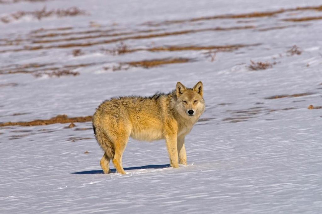 First ever IUCN Assessment of Himalayan Wolf - Rau's IAS