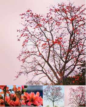 Semal Tree In Hindi